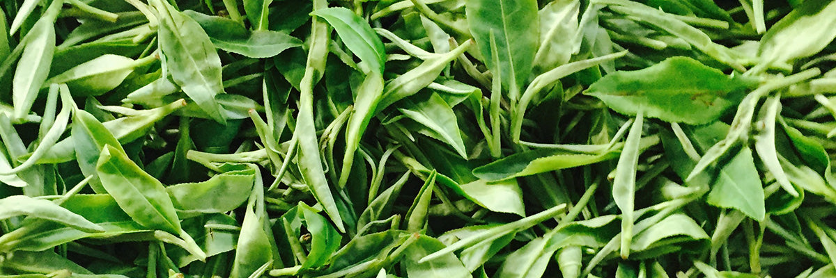 Loose Leaf Green Tea - Green Tea Leaves in Bulk, Tins, Bags | Tea Spot ...