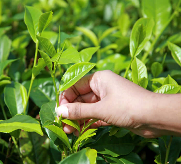 Ceylon Tea - Ceylon Estate Black Tea direct from Sri Lanka | Tea Spot ...